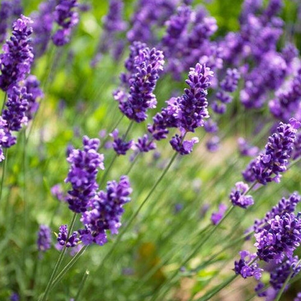 Lavender Fragrance Oil – Stay Fresh with Peanut